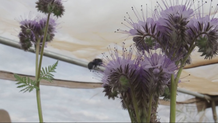 Scientists study invasive 'Houdini fly' threatening mason bees in the ...