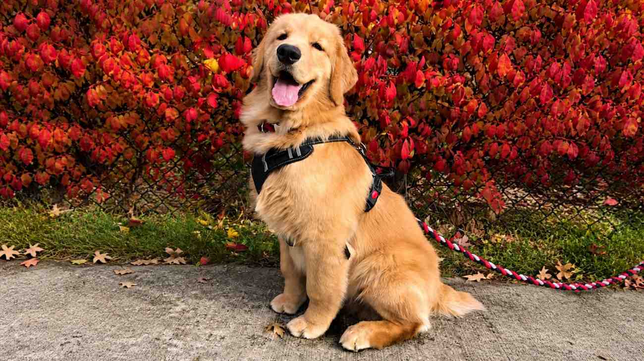 Life with a golden retriever never gets boring