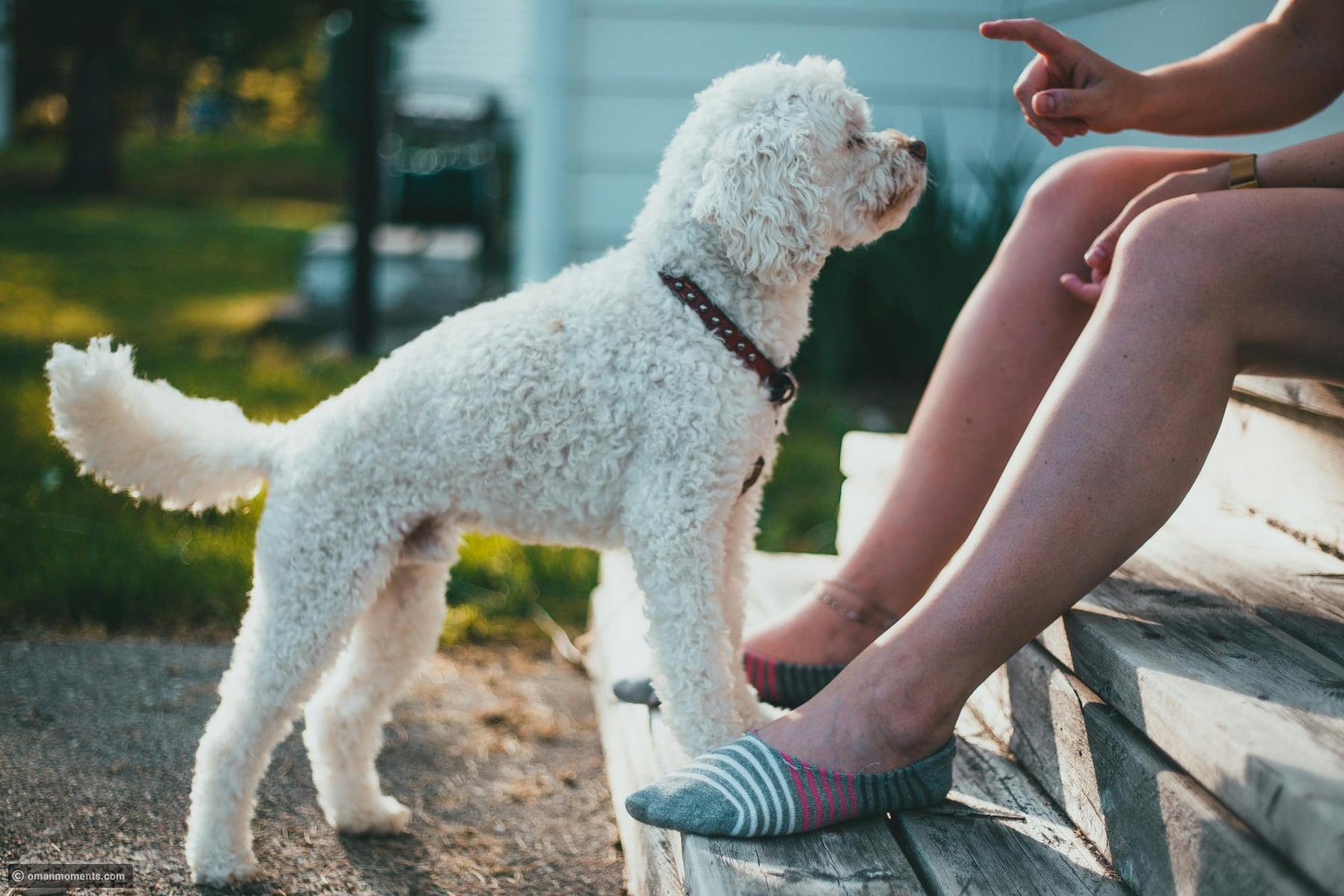 When your dog puts its paw on you, this is what it’s trying to tell you ...