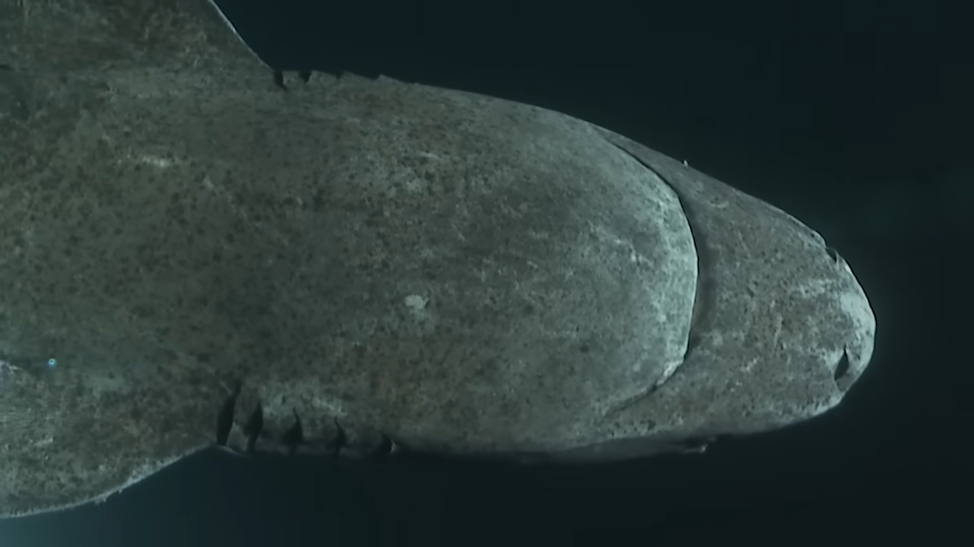 This 400-year-old shark was born before modern civilization – and it ...