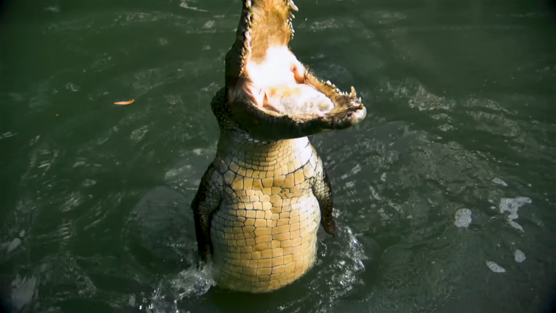 Watch a 2-ton saltwater crocodile explode out of water – it happens in ...