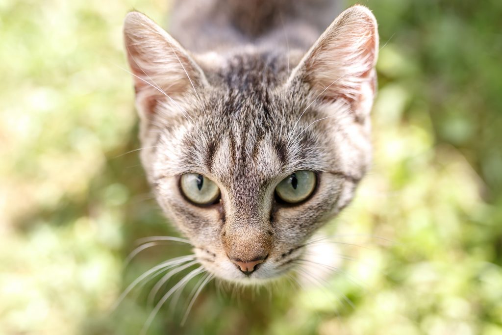 The spiritual meaning of a pet cat sleeping on your chest