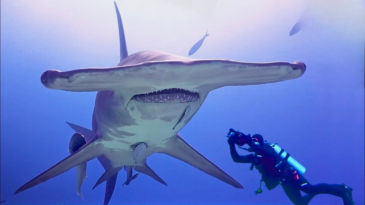 Massive hammerhead shark seen in unusual Bahamas sighting