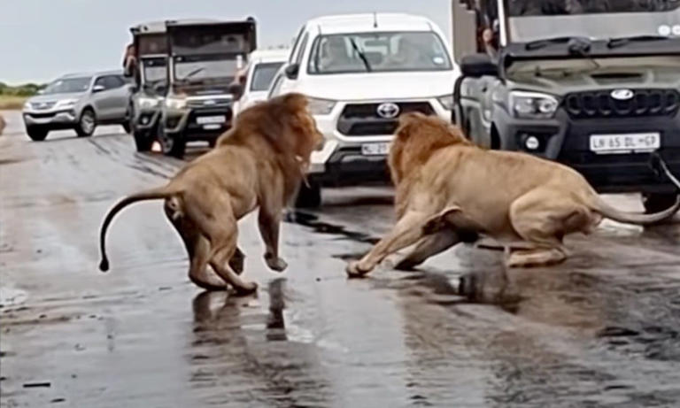 Watch: Lions slip and slide on wet road in hilarious Kruger encounter