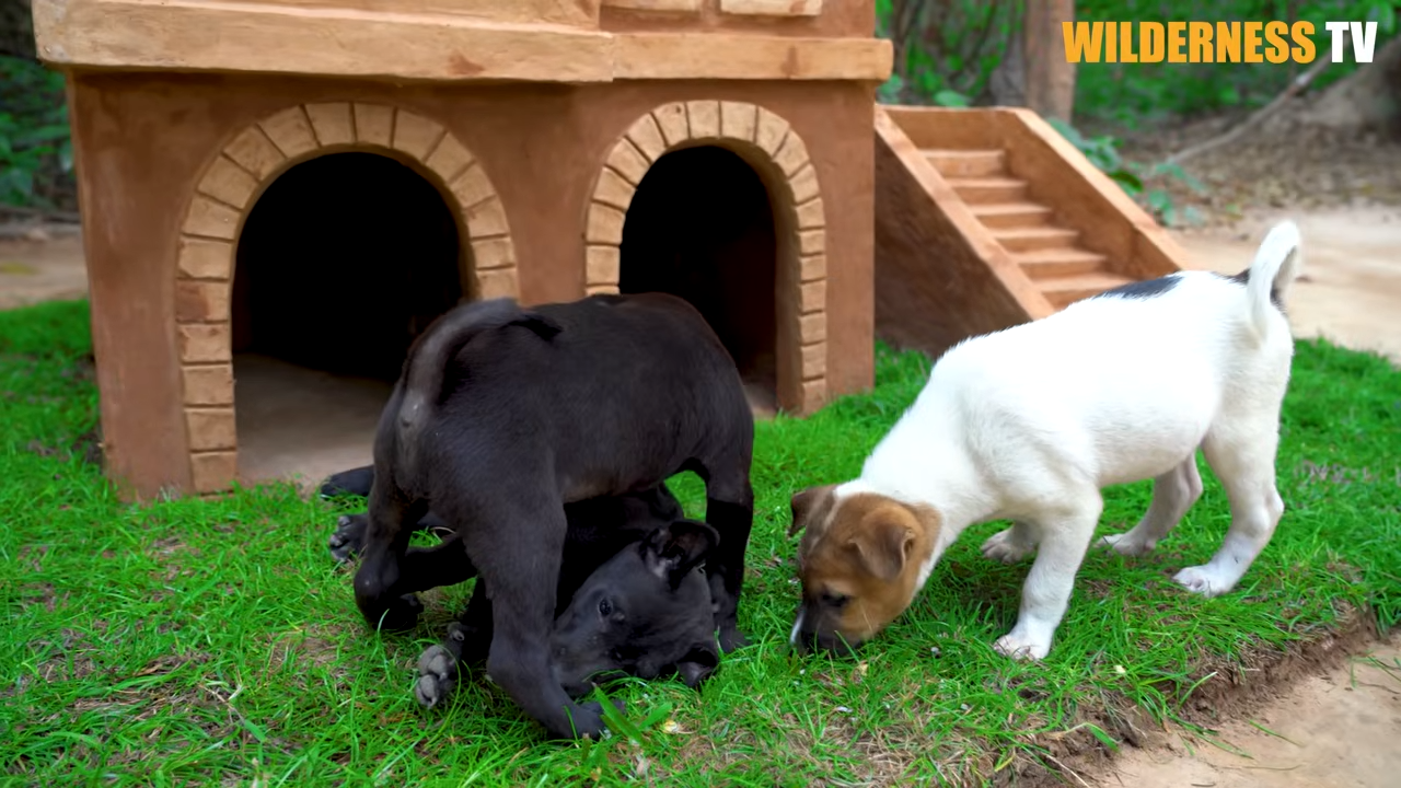 I built a luxury clay puppy hotel in the jungle – and the puppies loved it