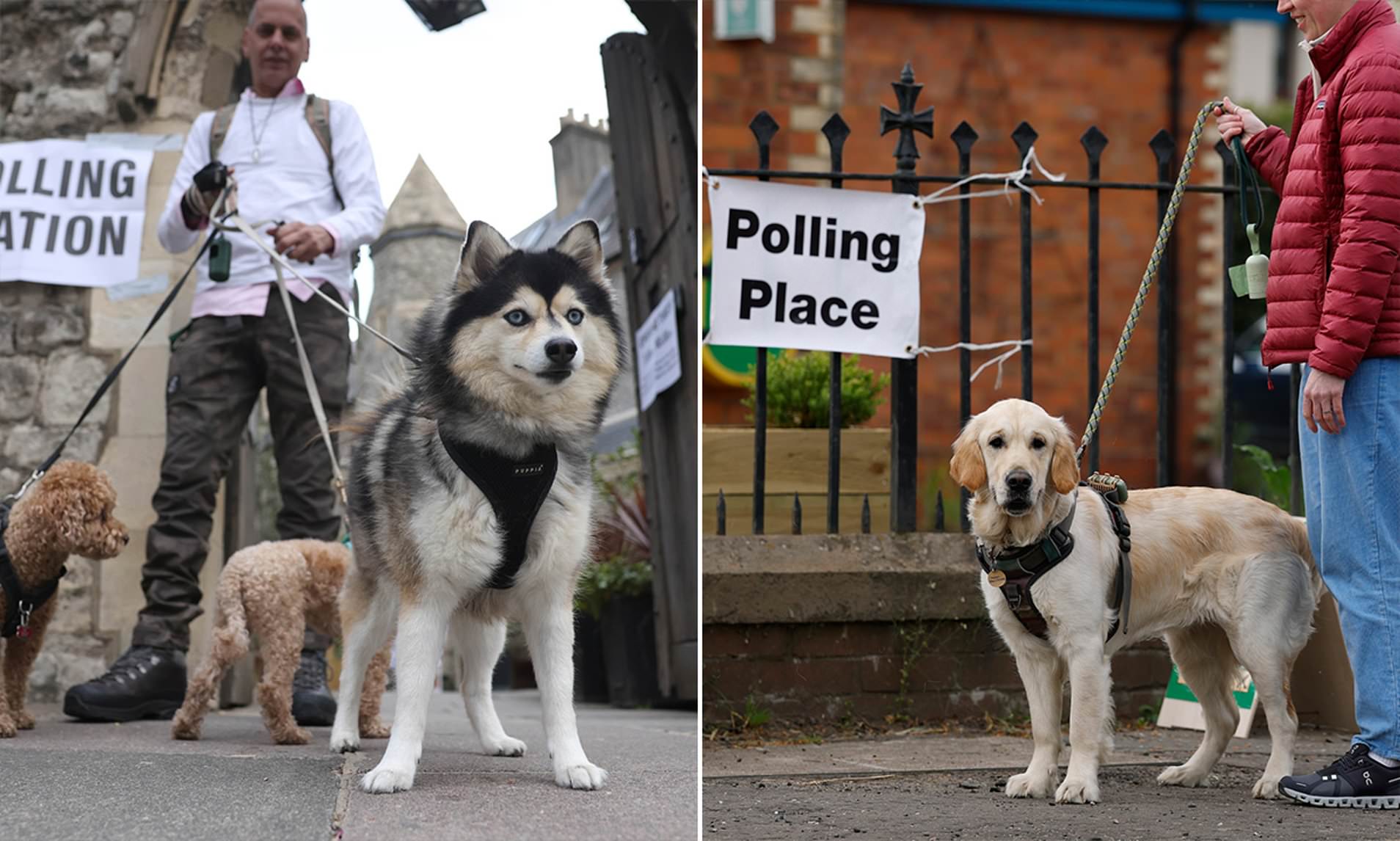 It's dogs at polling stations! Pictures of voters taking their four ...