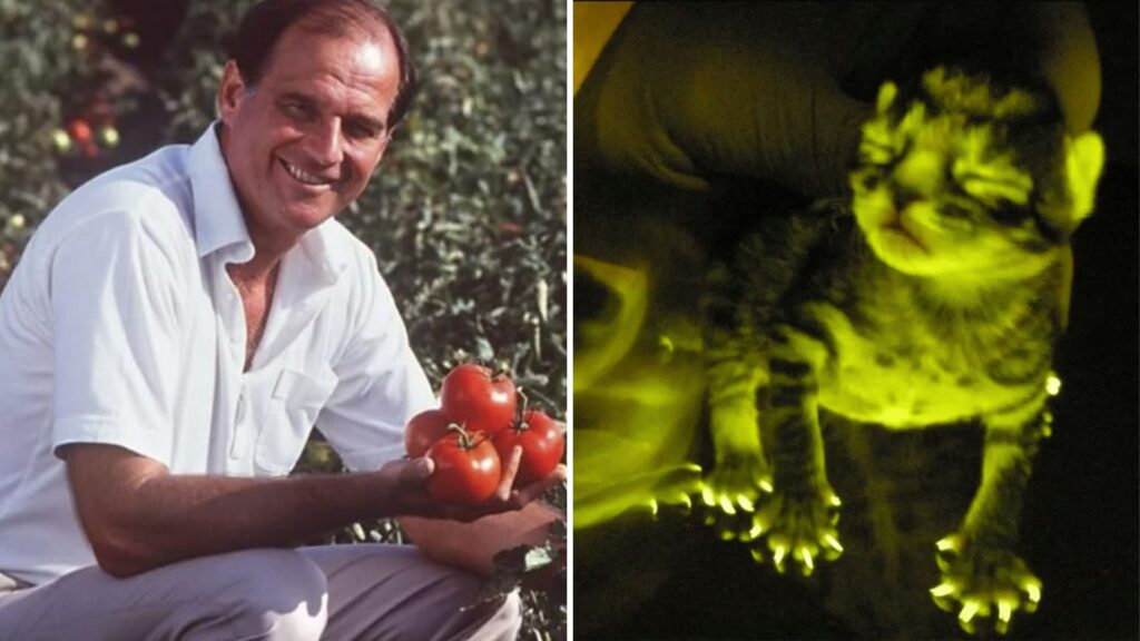 Strange cases of genetic engineering from history