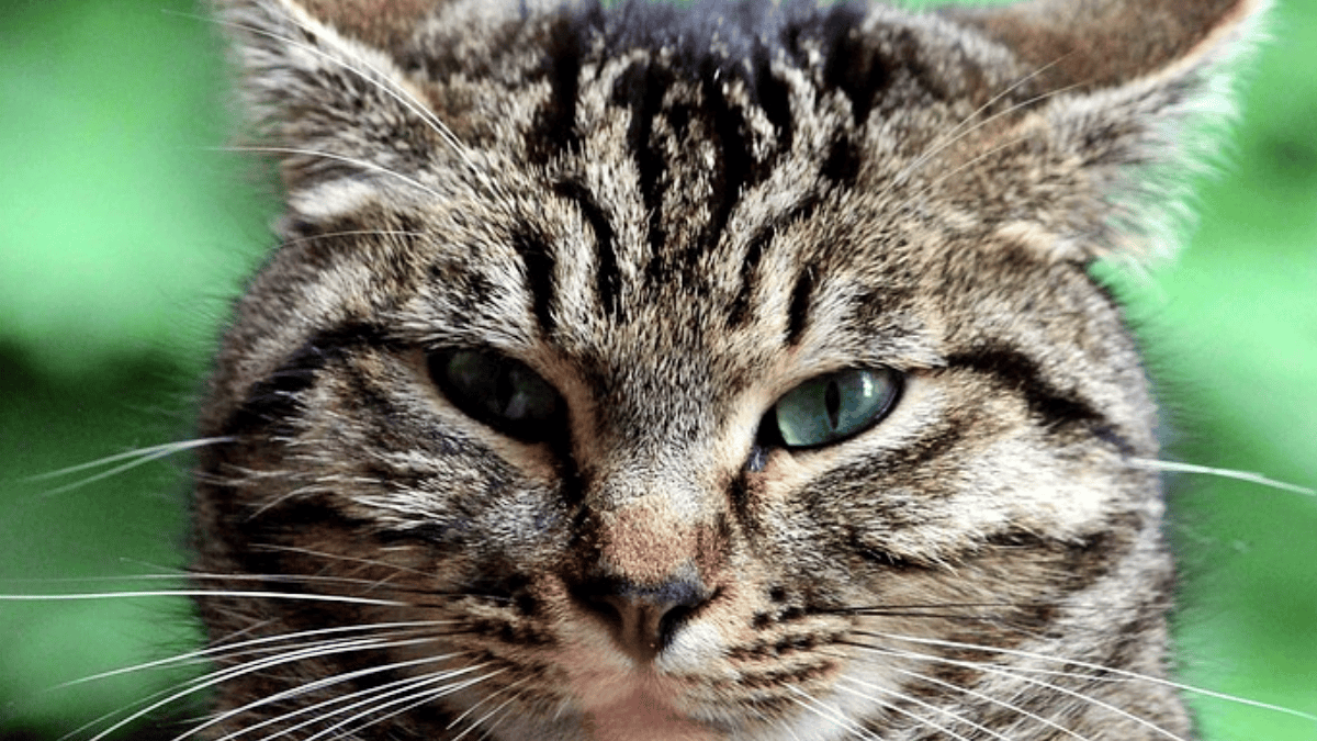 This is what your cat thinks the moment you leave the house, according ...