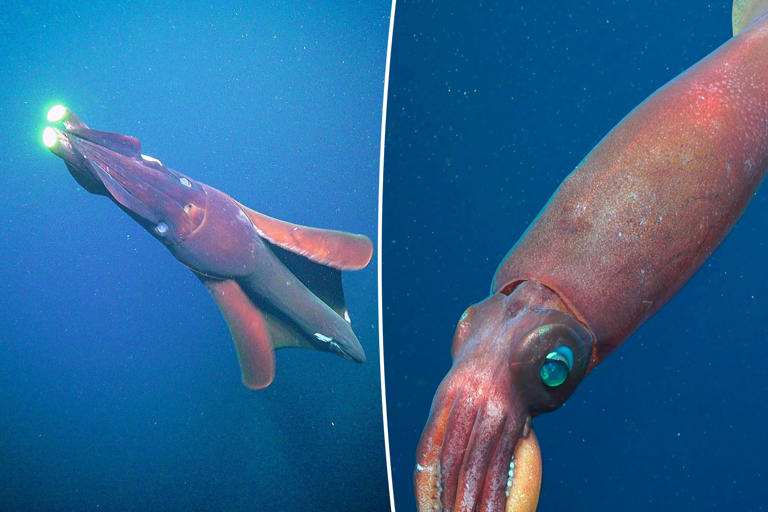 Evidence of giant squid discovered — bodacious beast is bigger than a ...