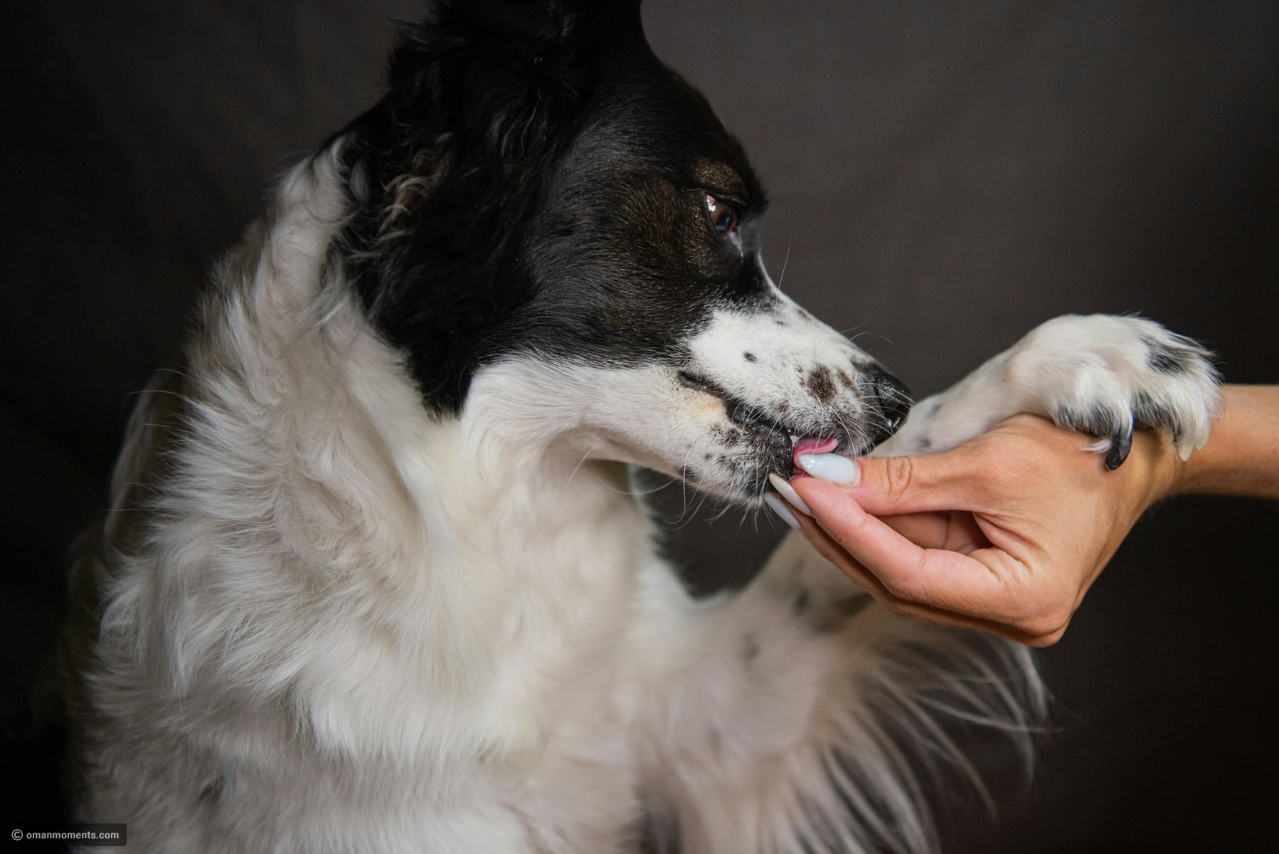 When your dog puts its paw on you, this is what it’s trying to tell you ...