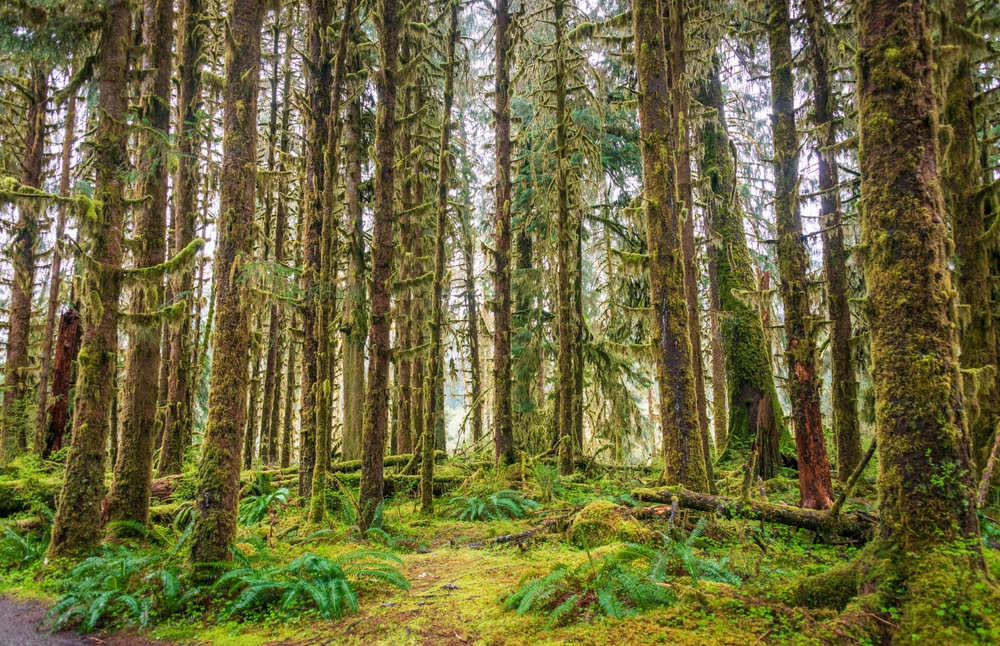 17 US forest getaways with short trails, wildlife, and cool summer shade