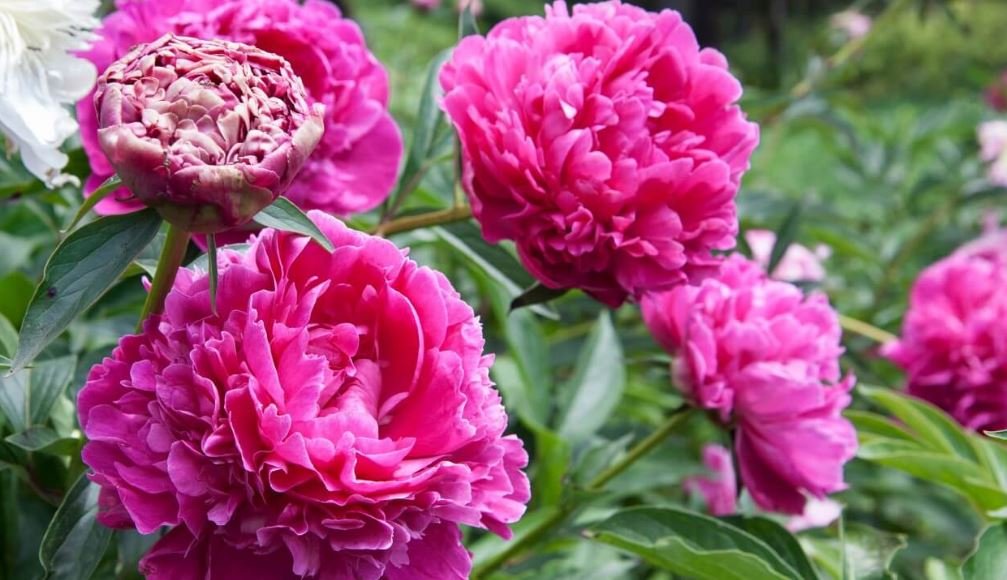 Unlock bountiful blooms: your essential peony fertilizing guide