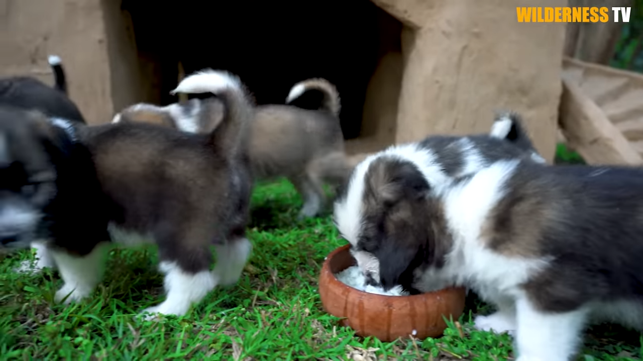Watch Poor Month-Old Rescued Puppies Finally Get a Warm Mud Dog House