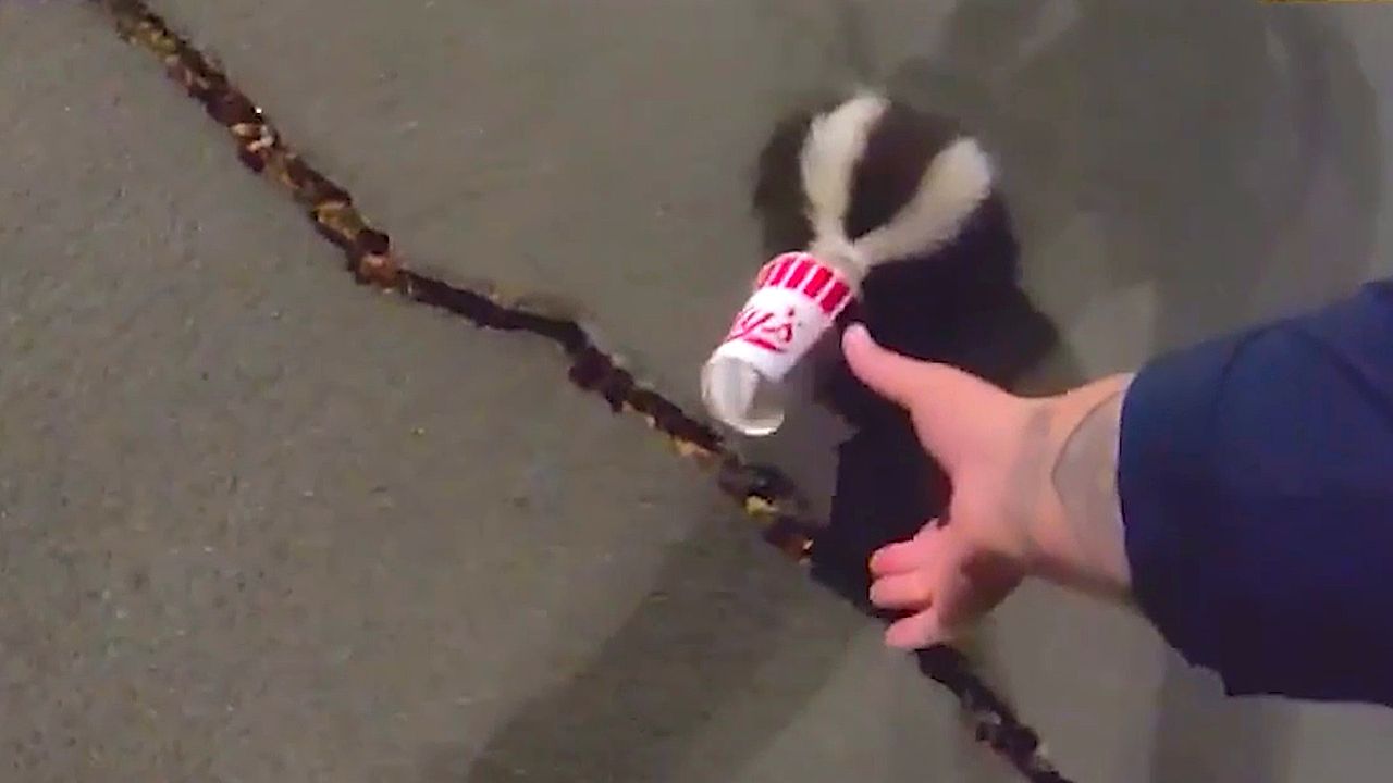Police officer frees skunk with plastic cup stuck on its head in Colorado