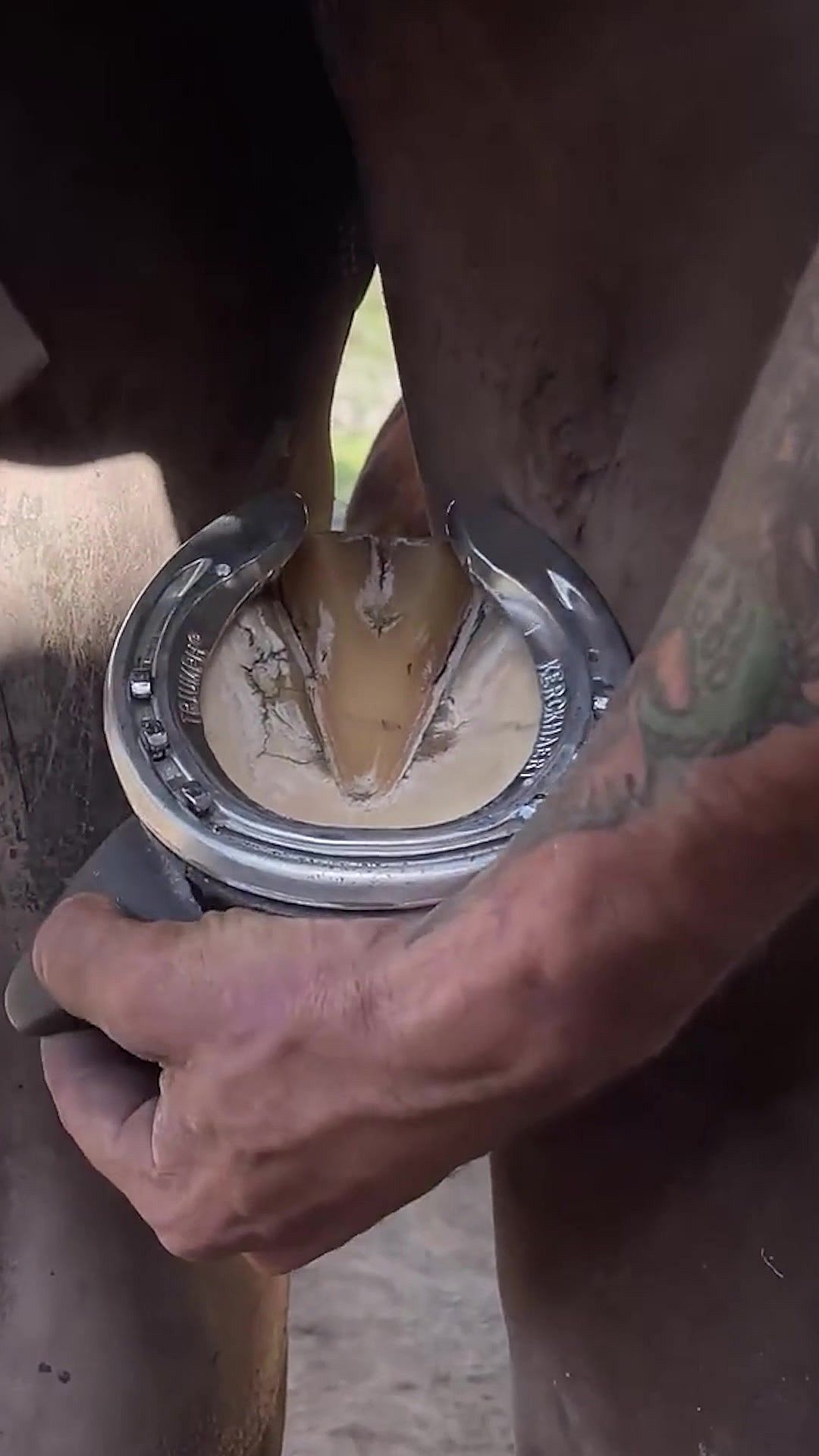 Every horse needs a good farrier for healthy hooves