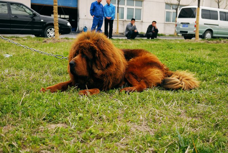 These 12 rare dogs could easily be mistaken for bears