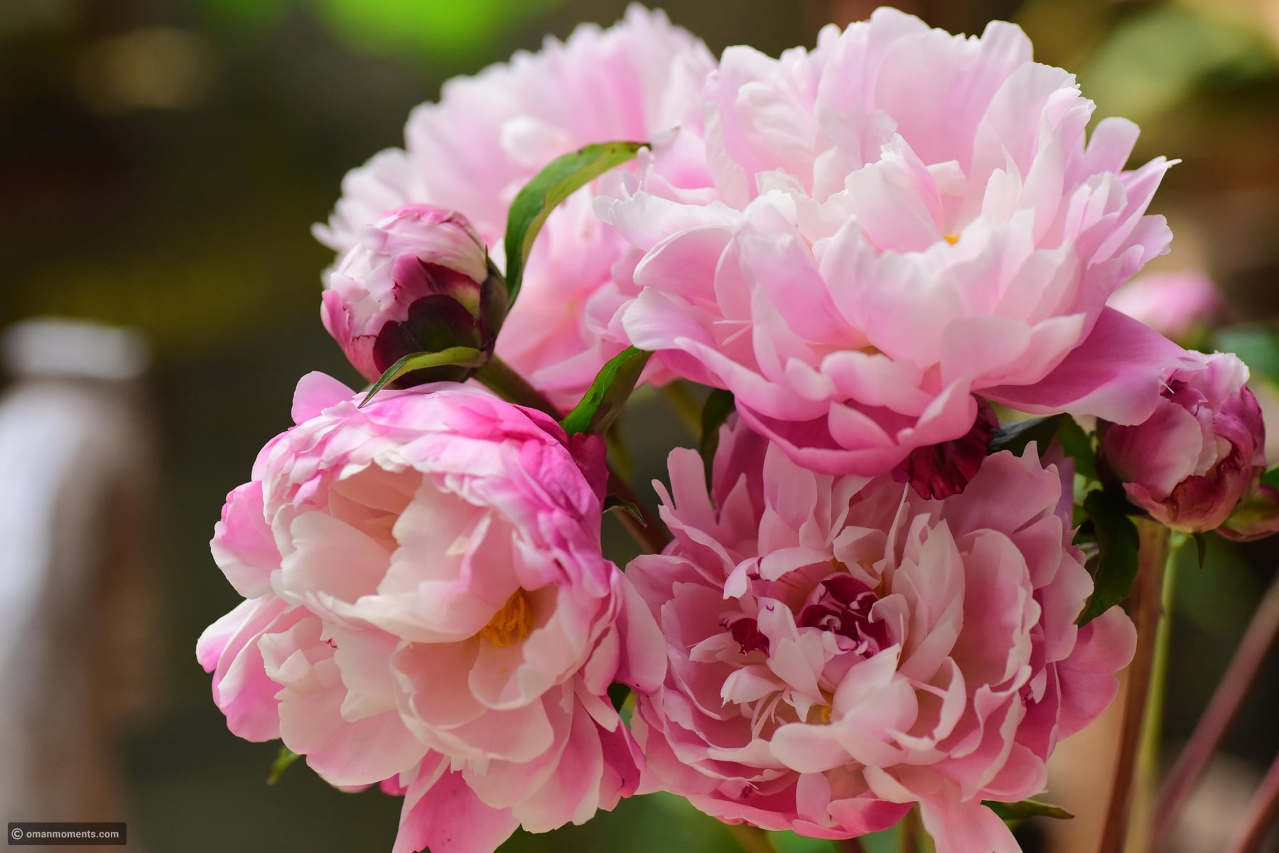 The 11 most beautiful perennial flowers to plant in your garden