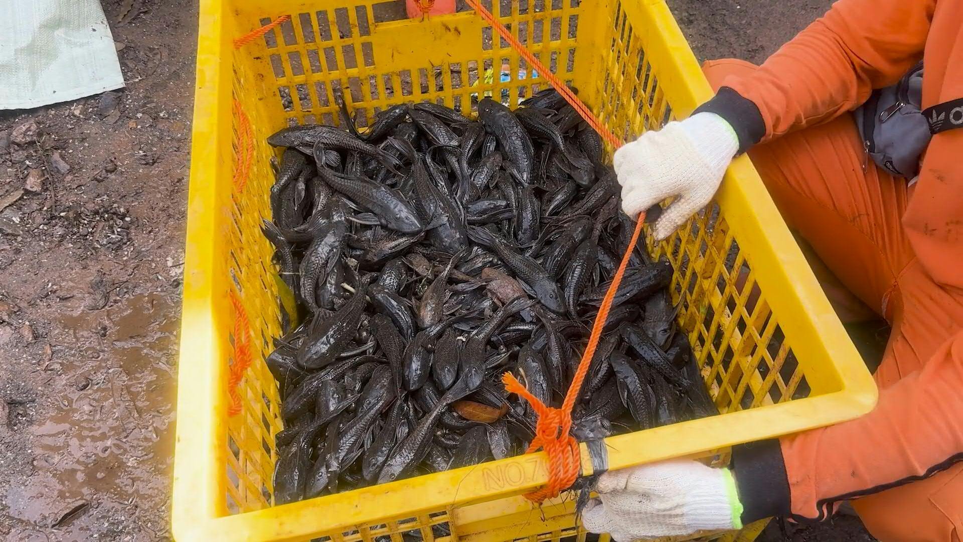 Troubled waters: Jakarta battles deadly, invasive suckerfish