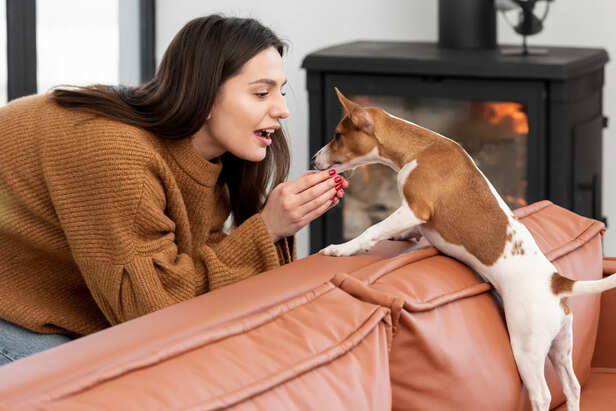 Why dogs change personality around certain people suddenly