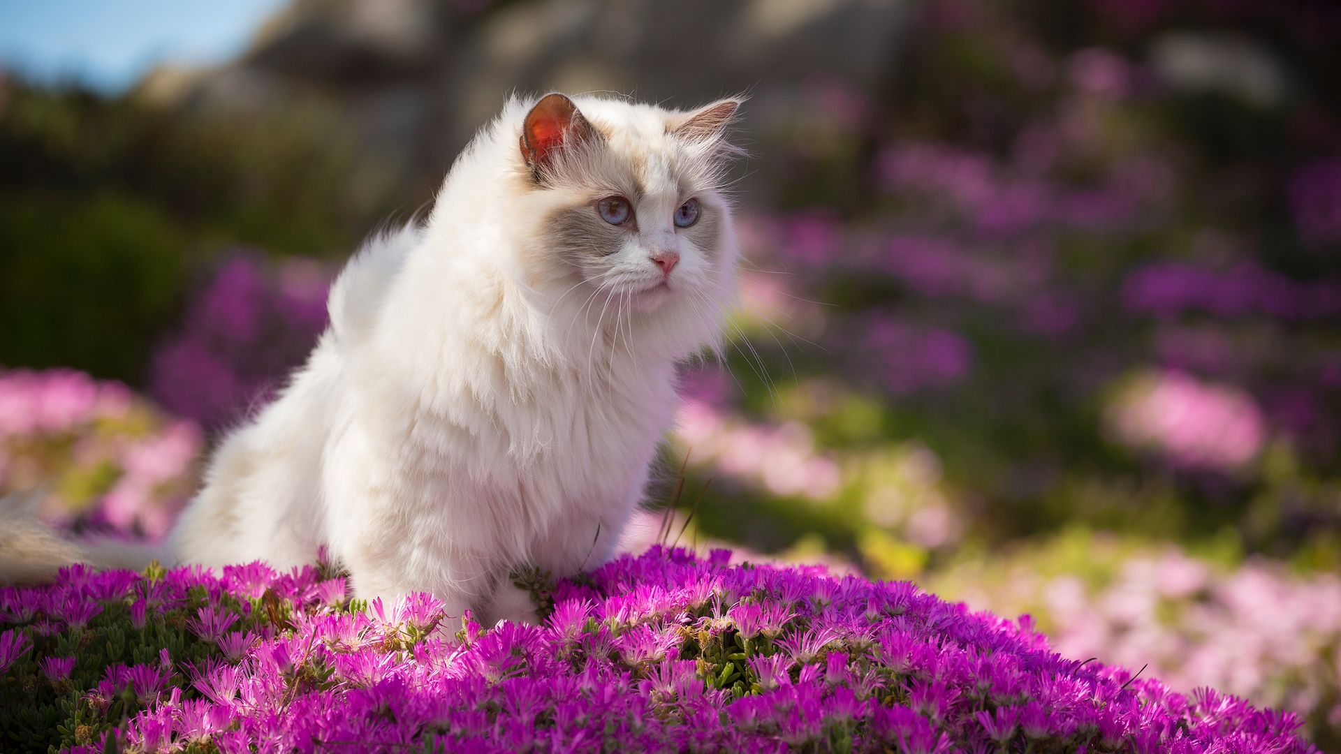 The quietest cat breeds