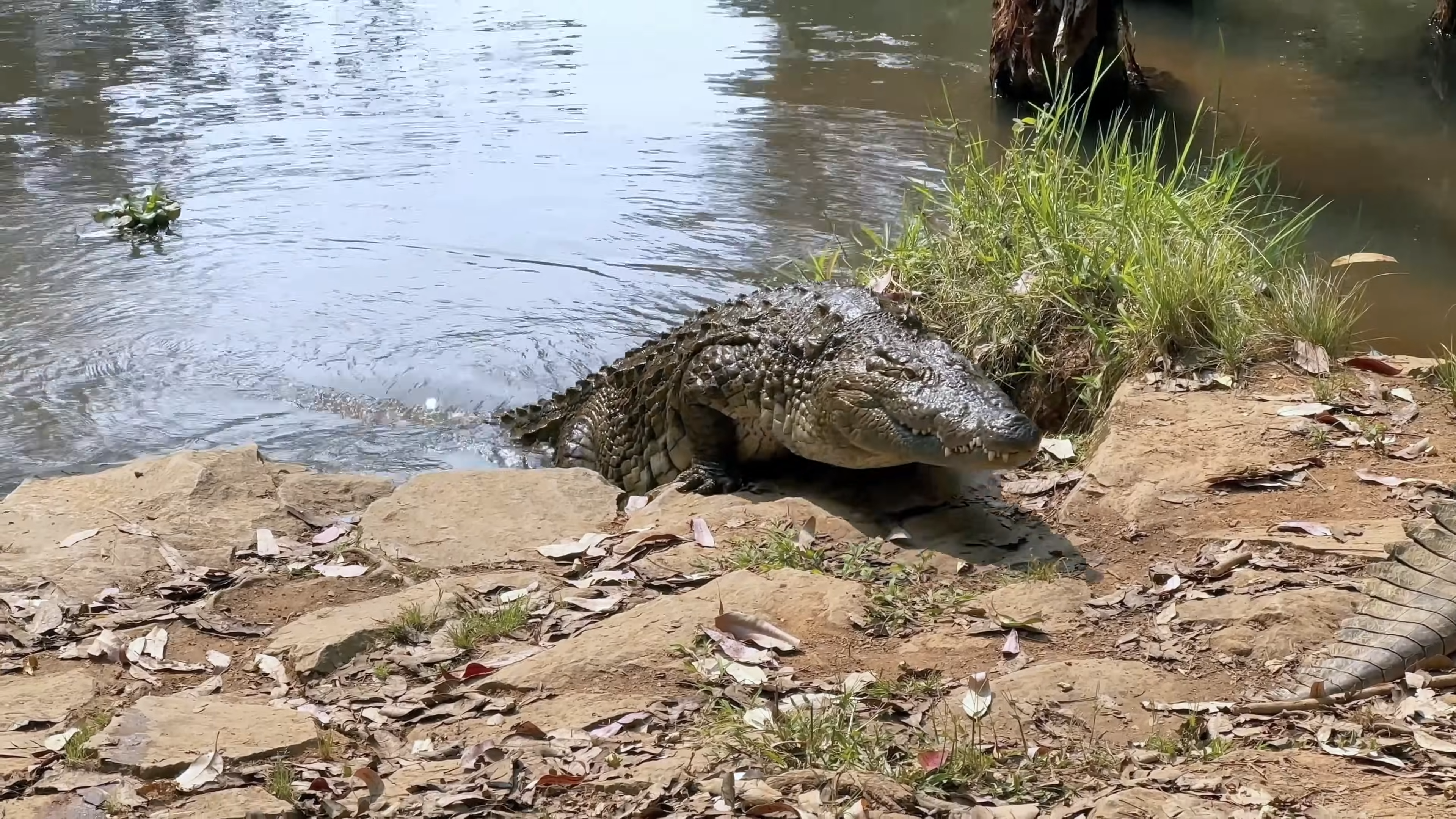 Watch what happens when a Nile crocodile explodes out of the water ...