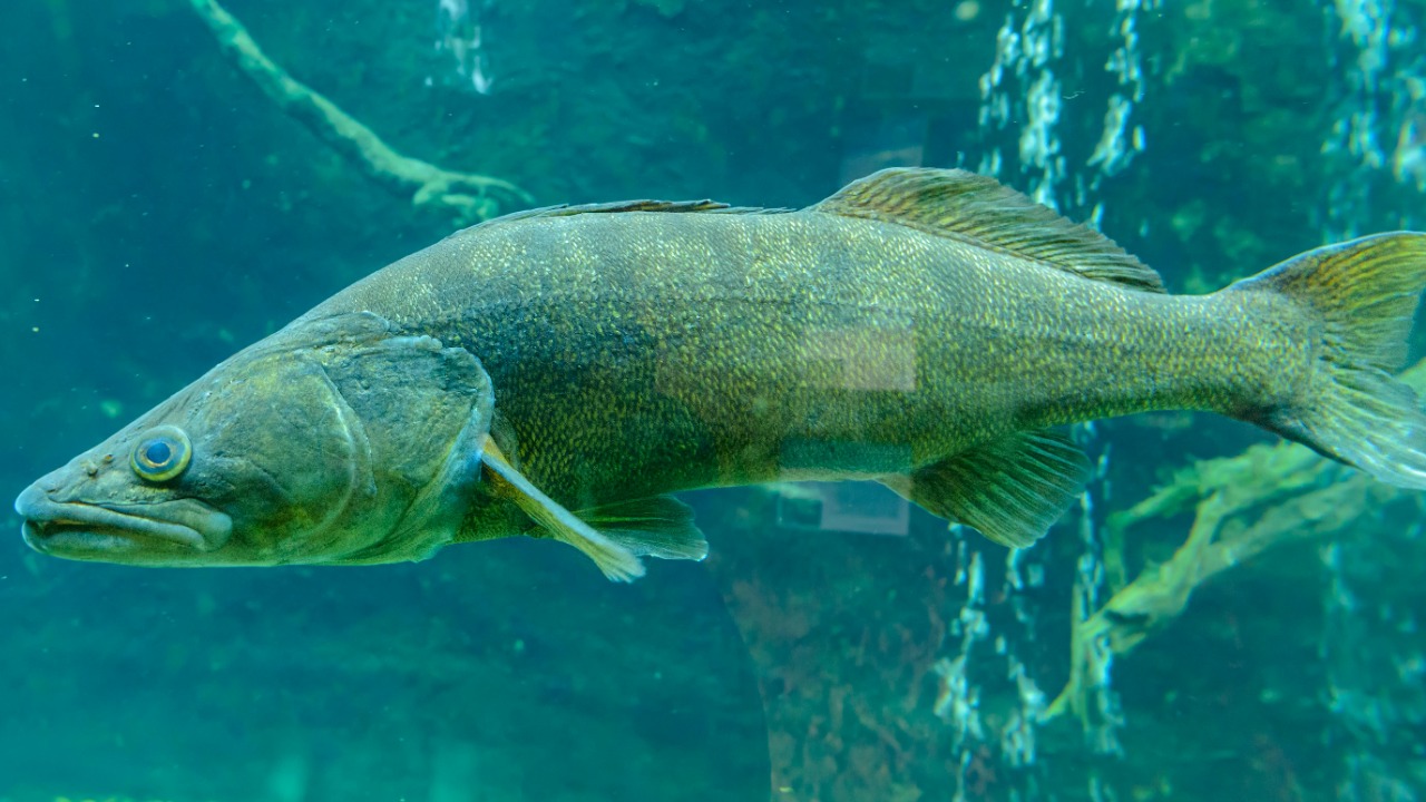 Pike across the Northern Hemisphere are eating 60% more fish than a ...