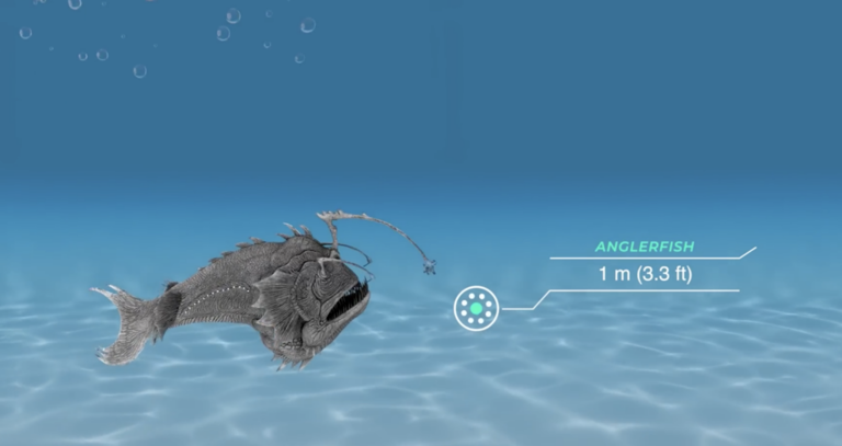 The most powerful sea creatures compared