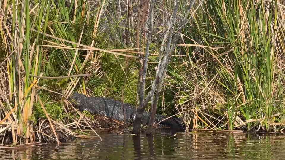 30 yards from a gator... and it wasn’t afraid
