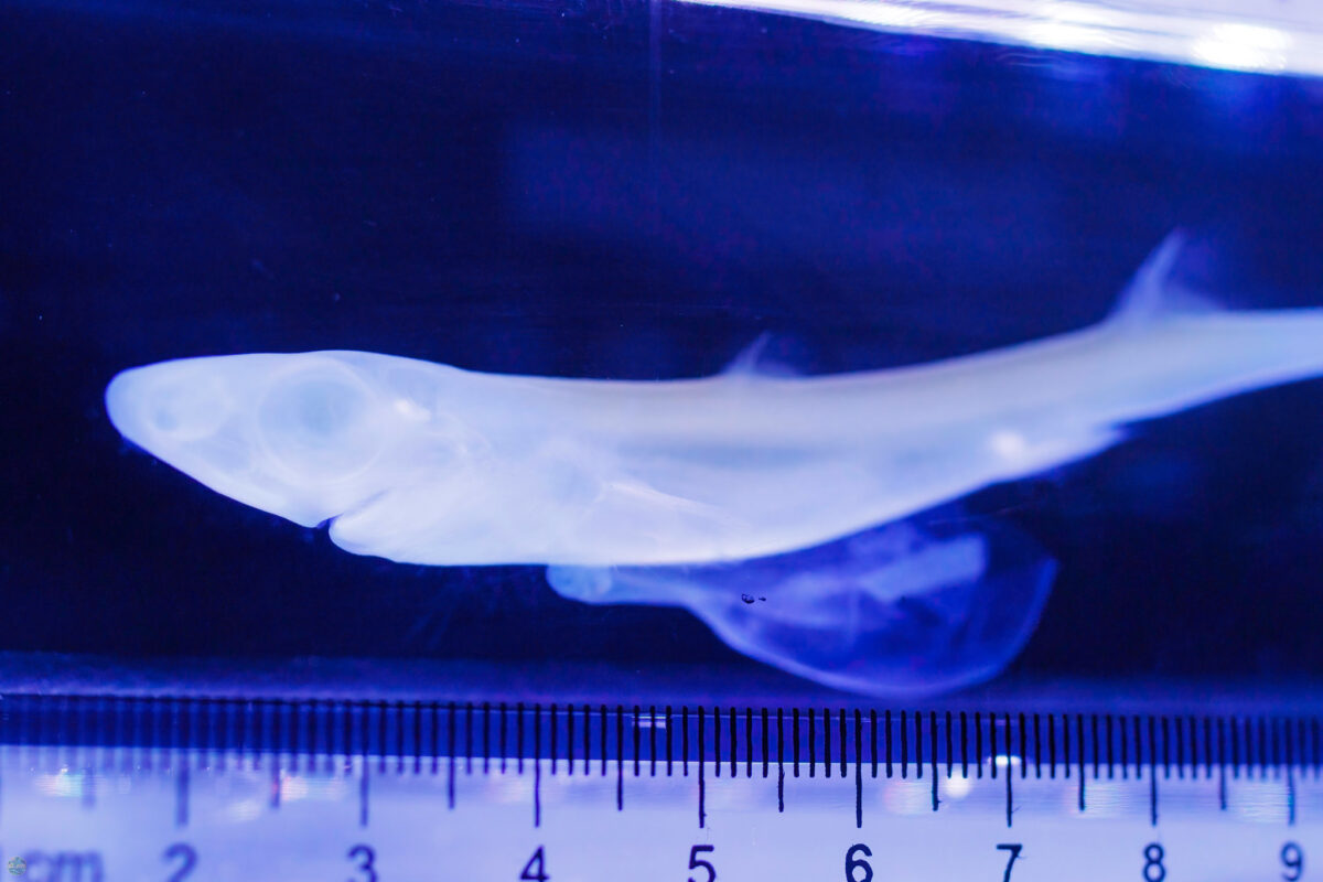 16 mind-blowing facts about sharks that will surprise you
