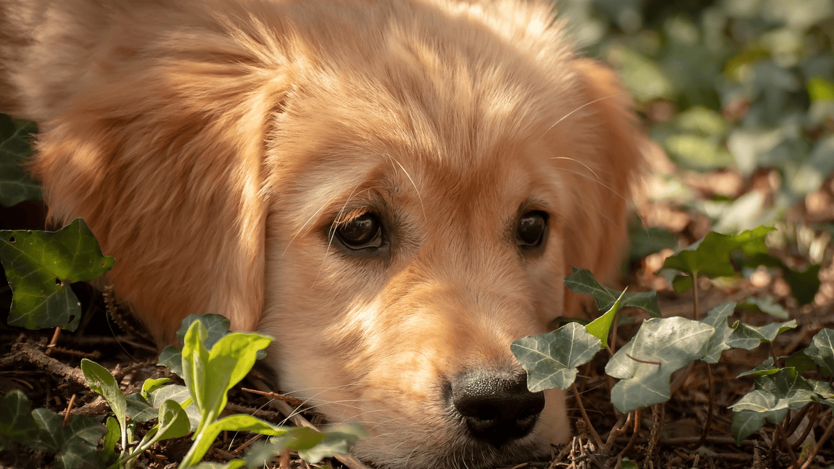 9 signs of stress in dogs that many mistake for bad behavior (and ...