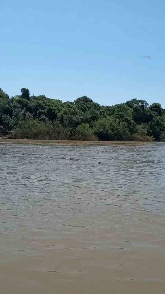 Fishermen rescue stranded monkey from river with helping hand
