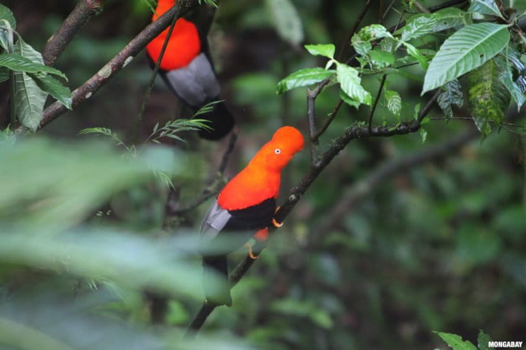 Climate change could erase most South American cloud forests, study warns