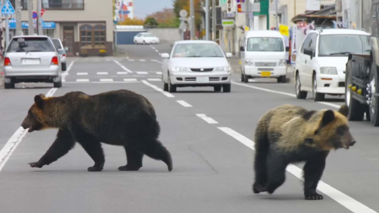 These bears tried crossing a busy street - then something awful happened