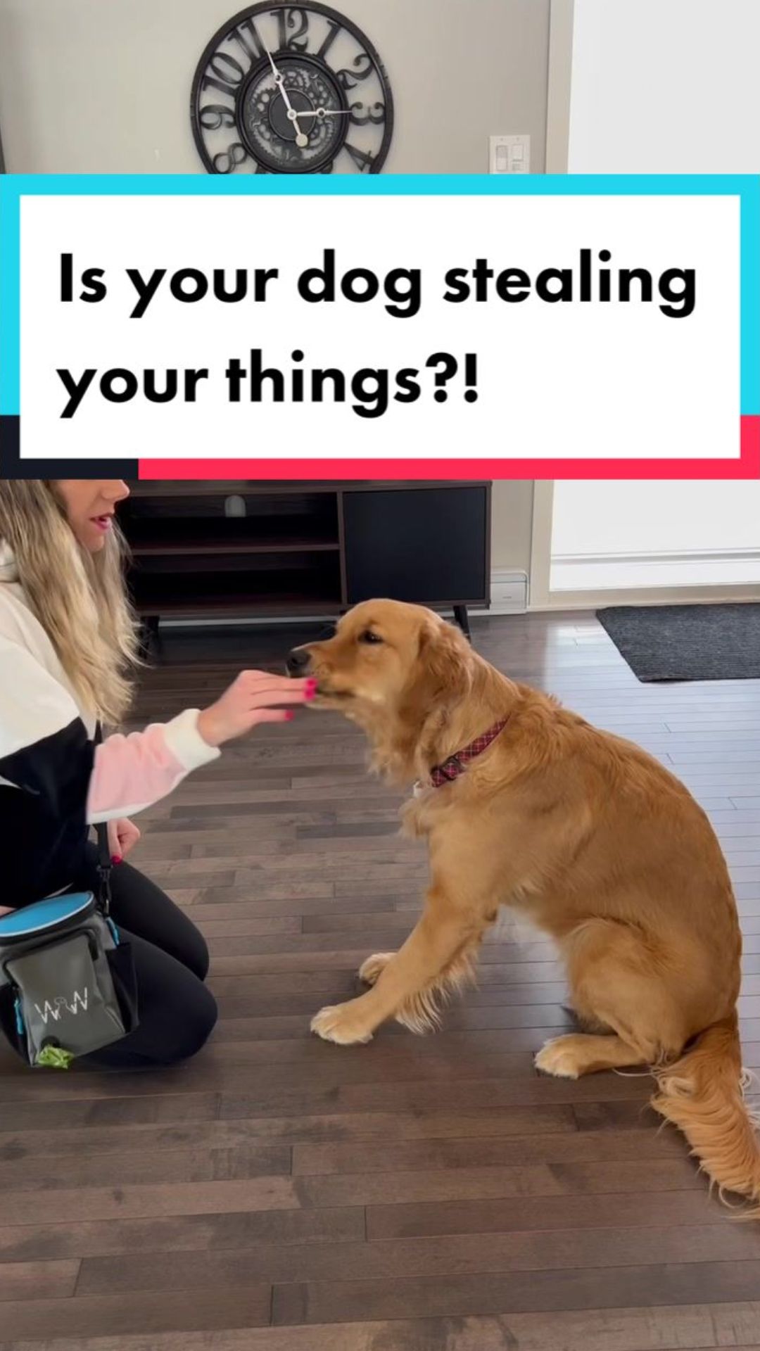 Stop your dog from stealing with these dog training tips