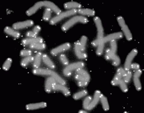 Why unusually long telomeres could raise lymphoma risk and reshape ...