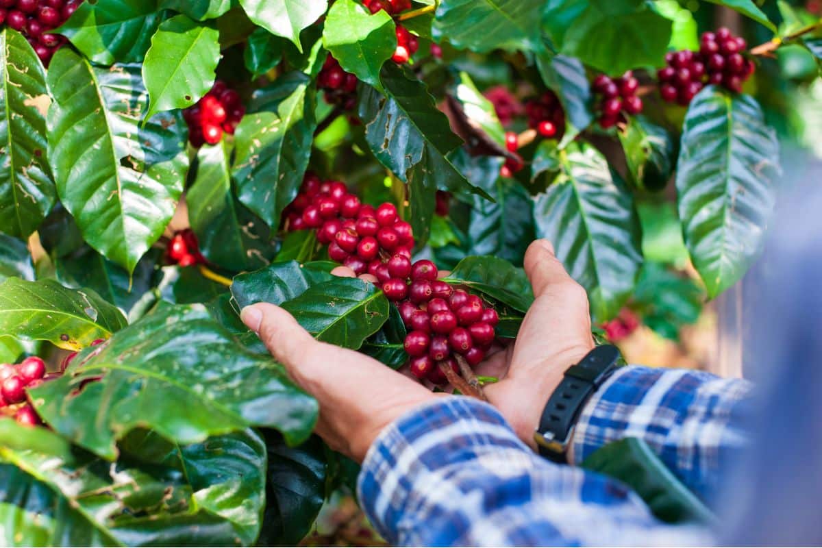 Café regenerativo: você sabe o que é isso?