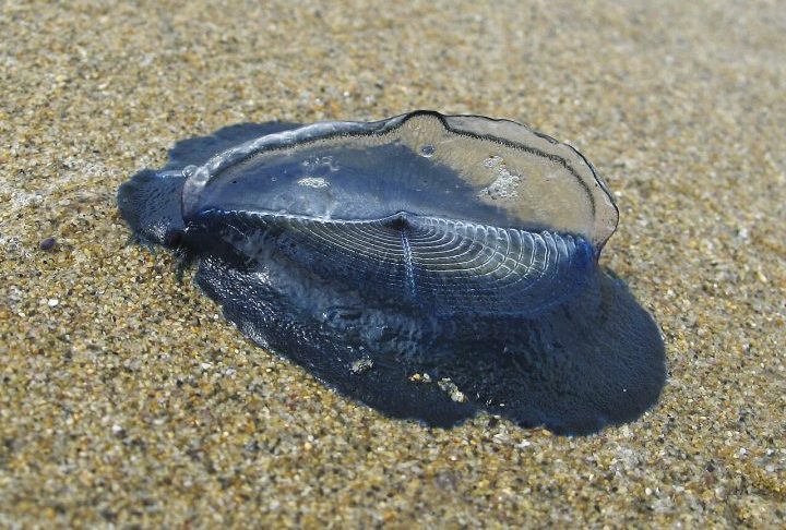 Entenda o que são as 'Velella velella', que intrigaram banhistas em ...