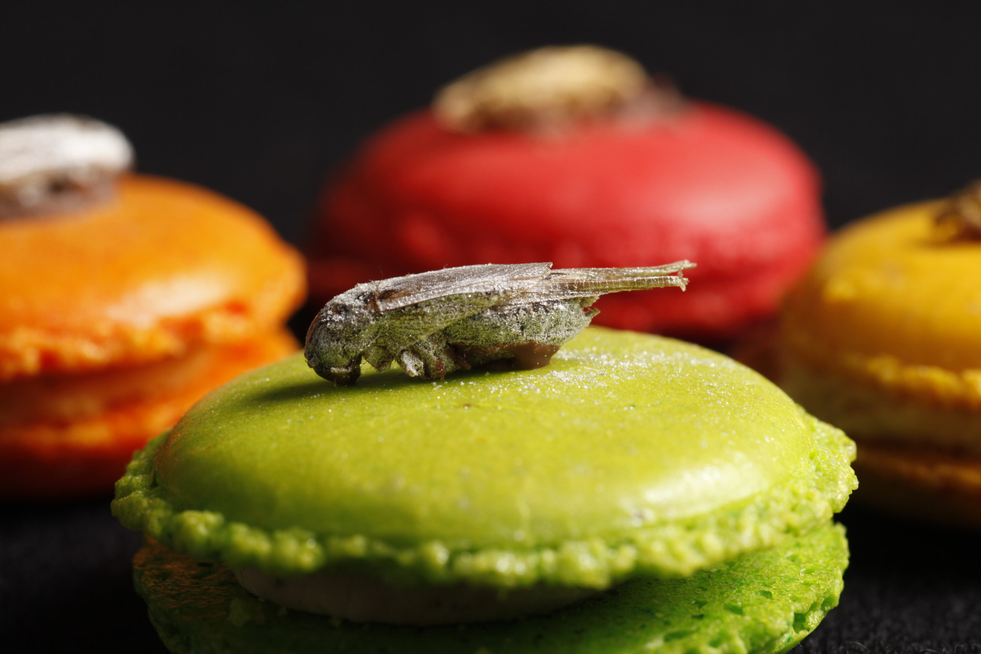 Could edible insects be the food of the future?