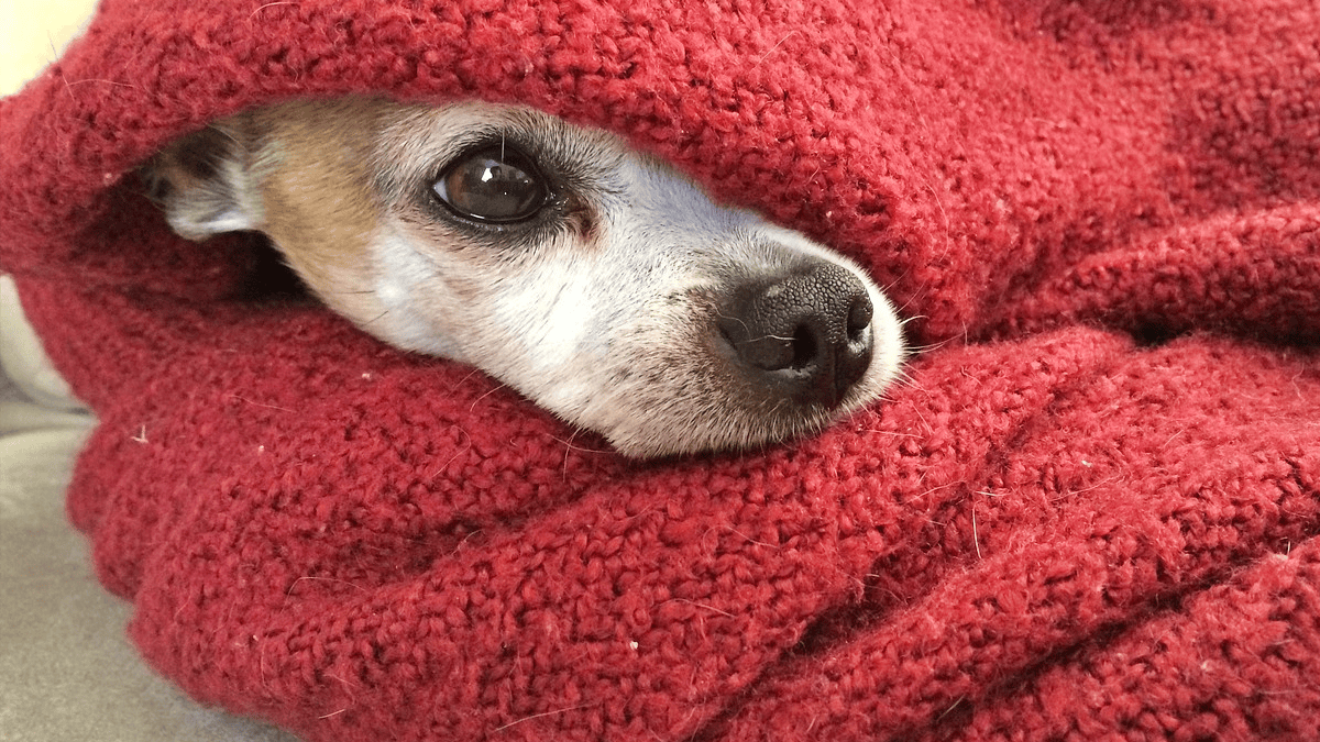 Your dog does these 9 things when it considers you part of the family ...
