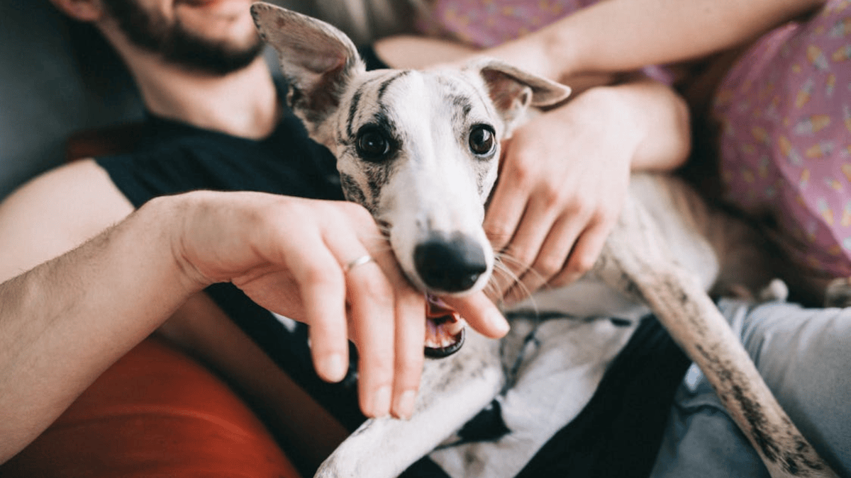 Living room legends: 7 vet-approved hacks to kill canine boredom indoors