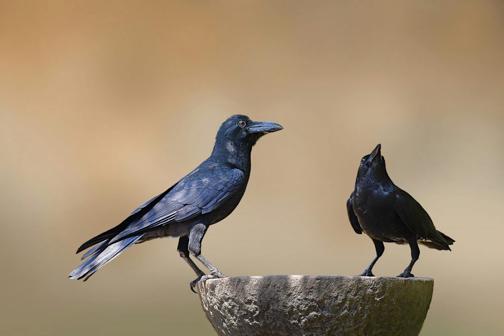 10 meanings behind seeing a crow