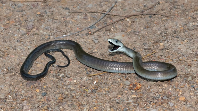 Black mambas are not actually black: 10 interesting facts about the ...