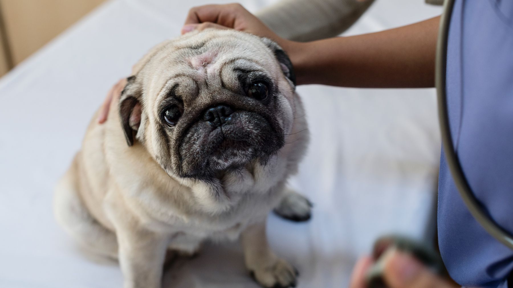 Common dog diseases to keep an eye out for