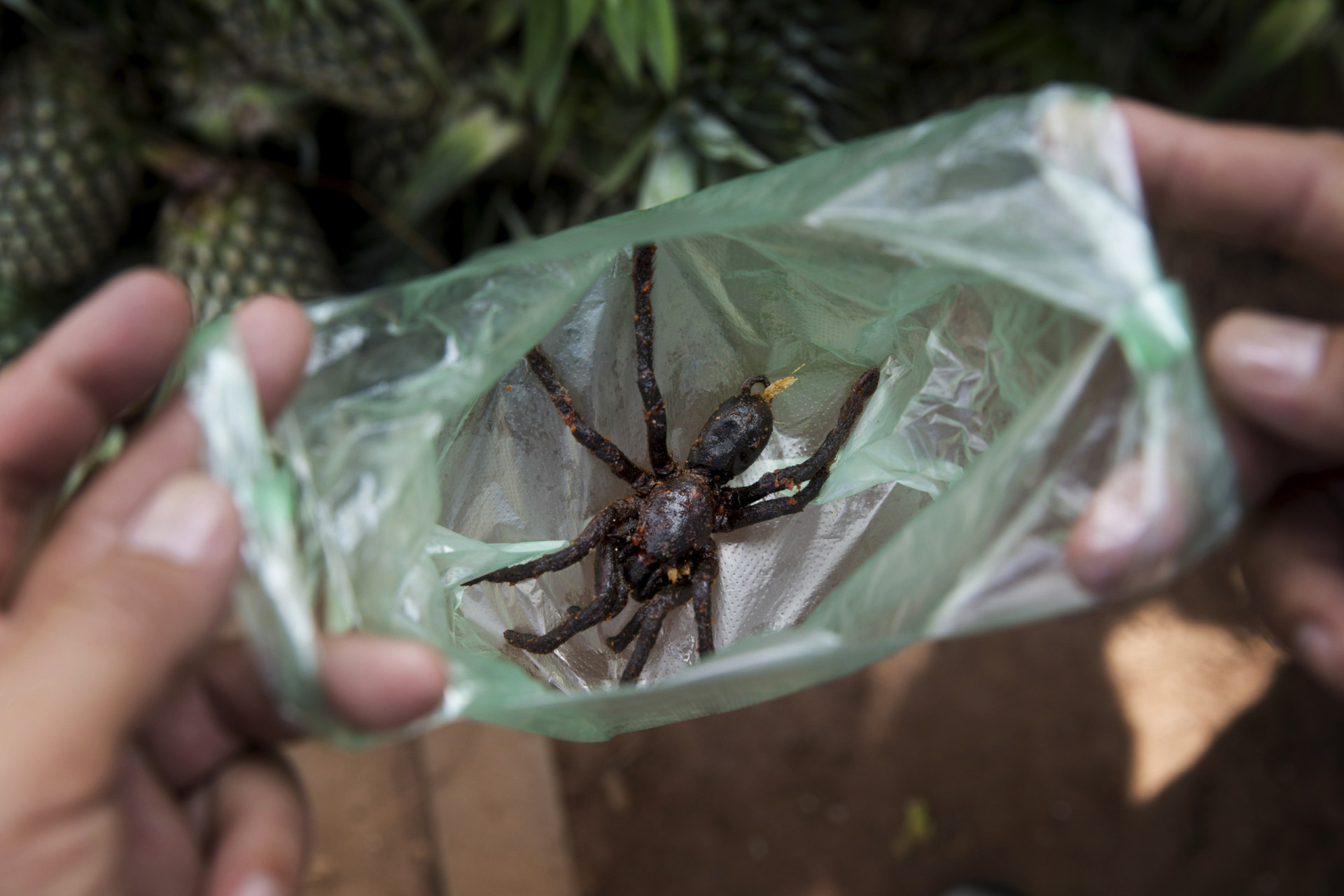 Could edible insects be the food of the future?