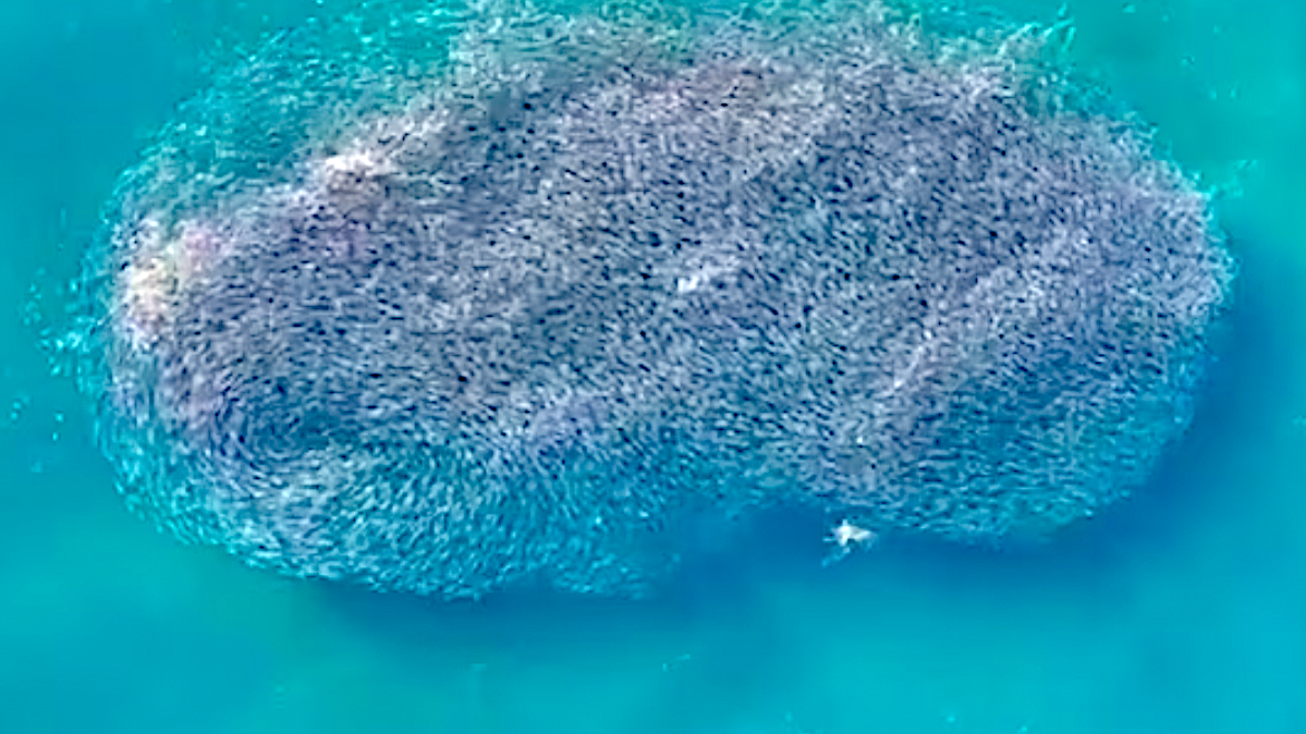 Sharks swarm massive bait ball as swimmers watch at Bondi Beach (video)