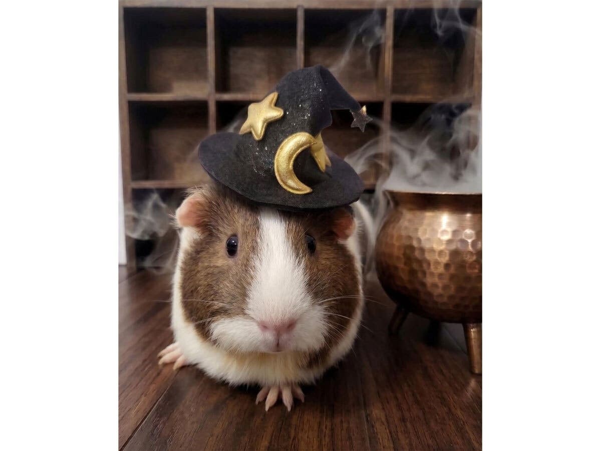 Alexandria pet of the week: The magnificent Bugsy