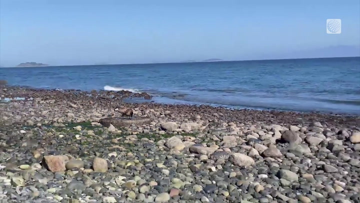 Goslings putter around on deserted, rocky beach in Nanaimo, BC