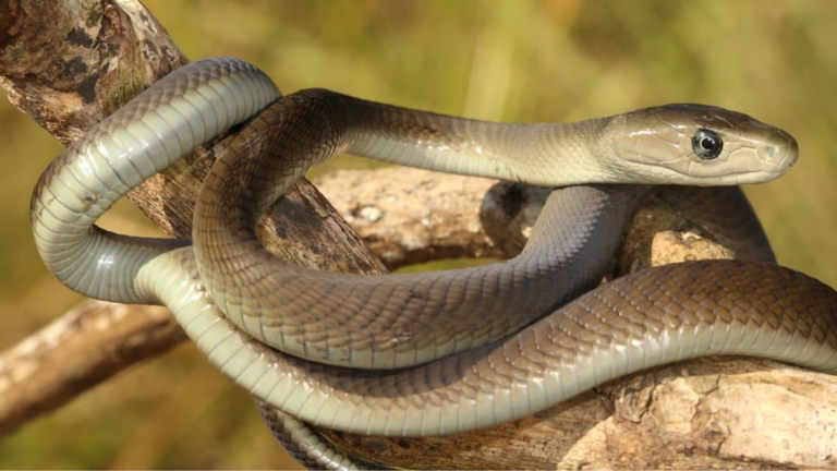 Black mambas are not actually black: 10 interesting facts about the ...