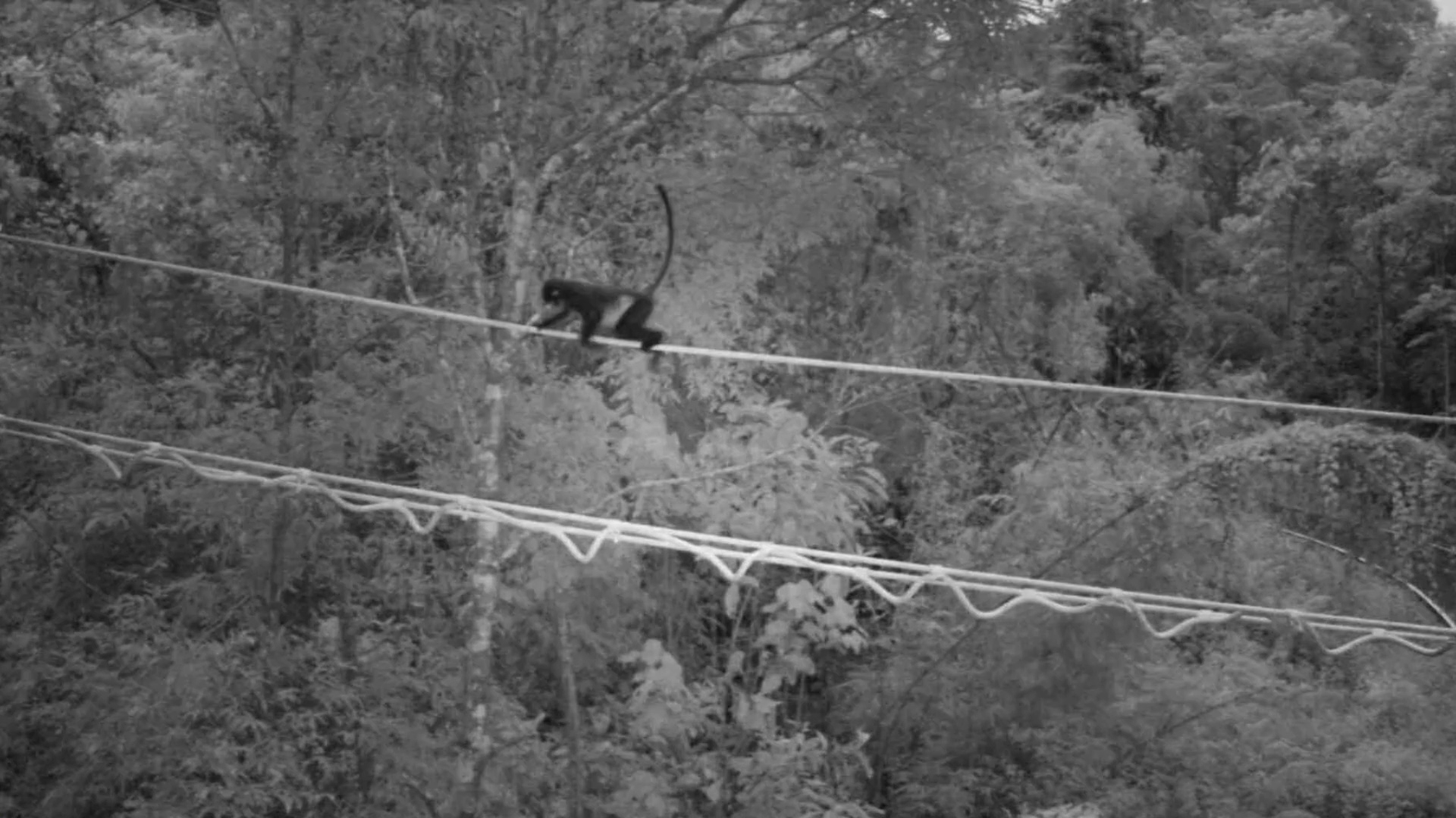 RAW VIDEO: First footage of Sumatran orangutan crossing rope bridge ...
