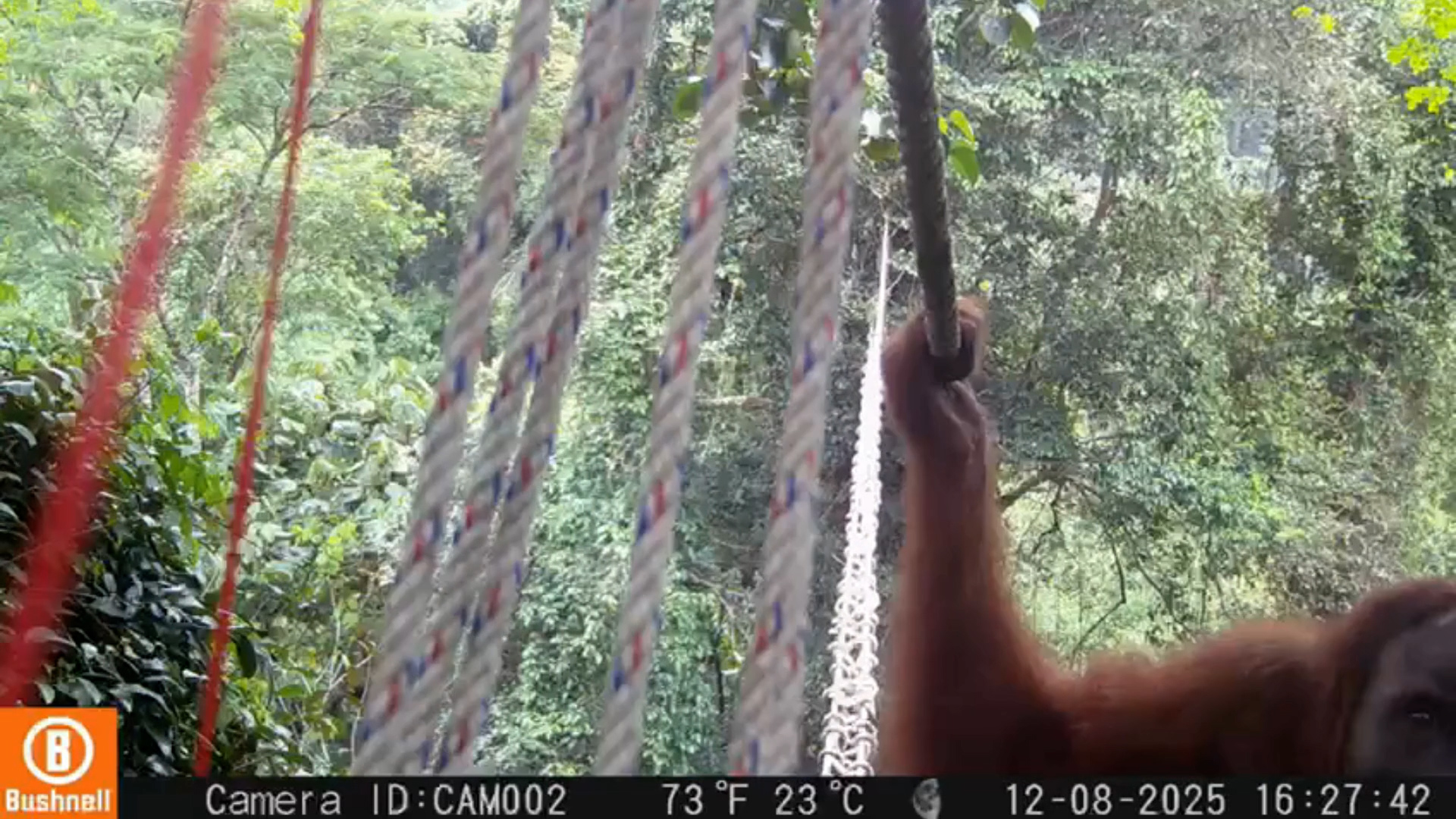 RAW VIDEO: First footage of Sumatran orangutan crossing rope bridge ...